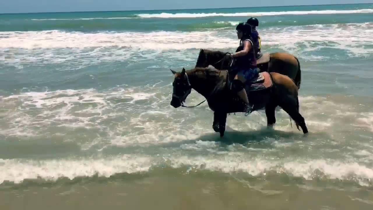 Horse Video 8-7-16 on Vimeo