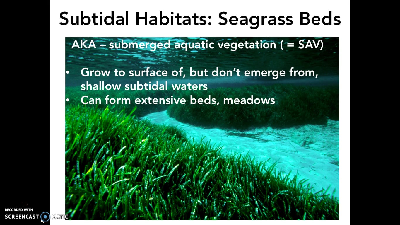 subtidal habitats_seagrass beds_part 1 on Vimeo