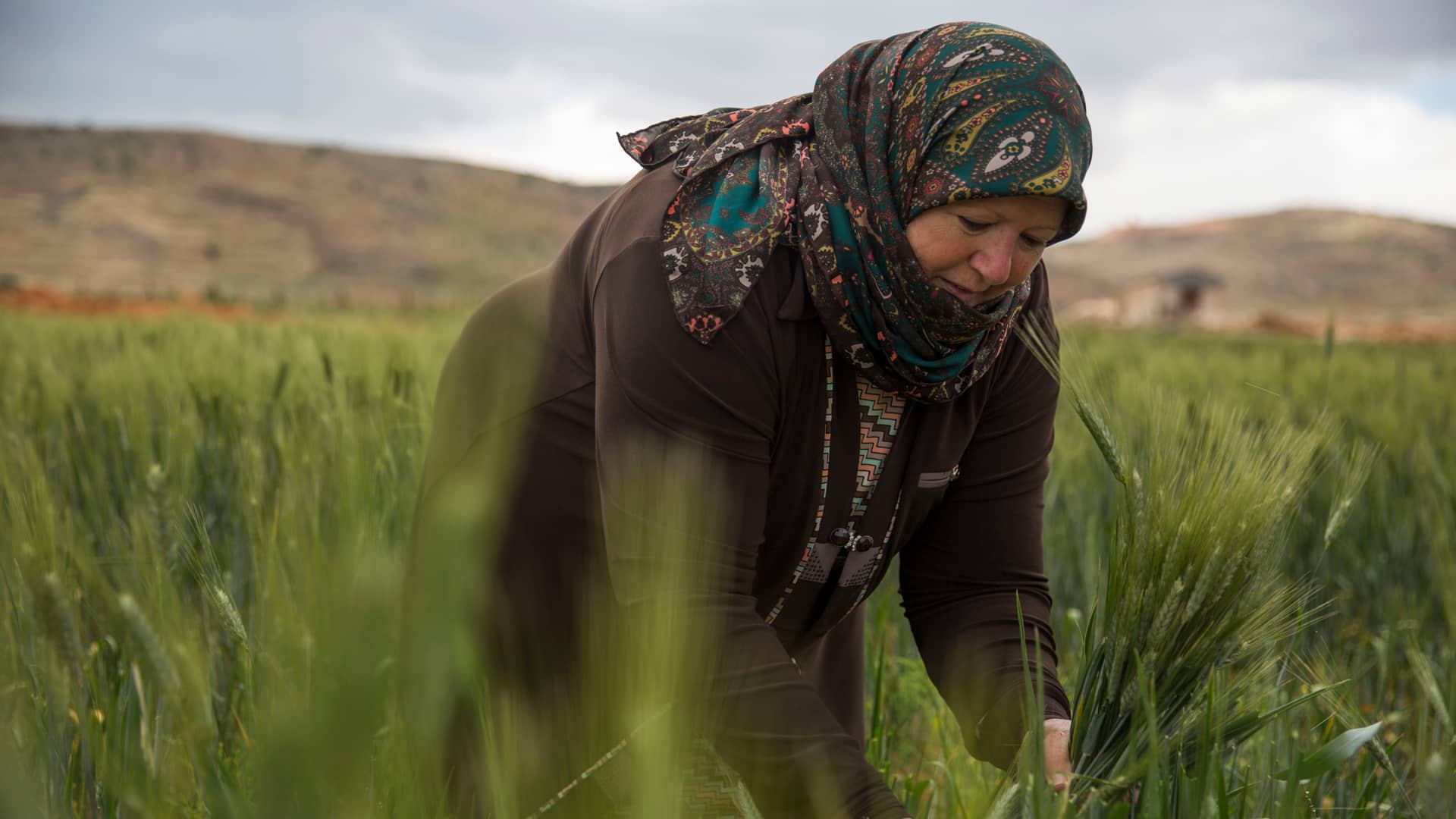 Lebanese Harvest on Vimeo