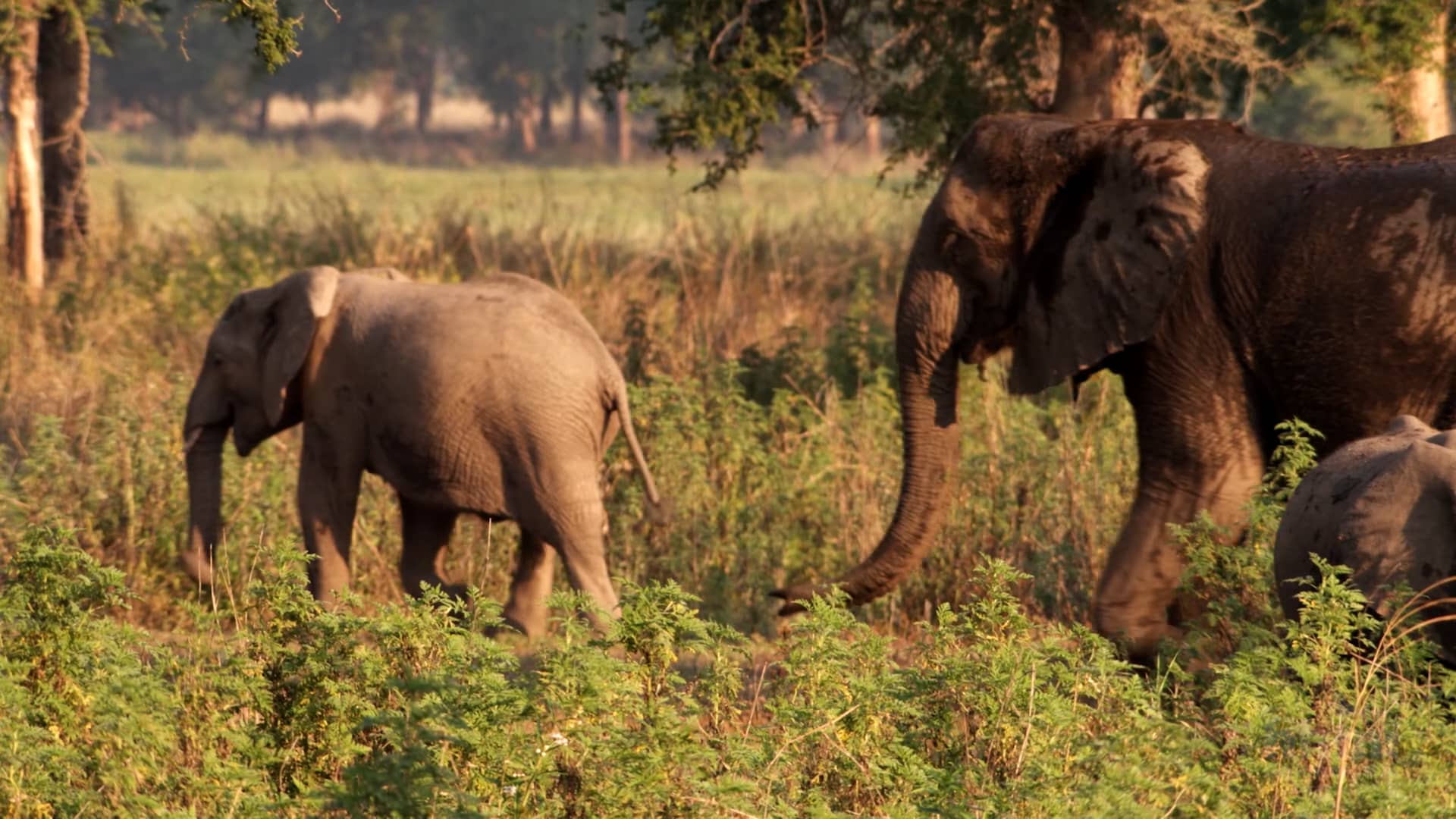 Selection for Tuskless Elephants on Vimeo
