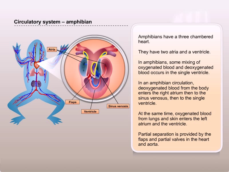 Circulatory system in amphibians on Vimeo
