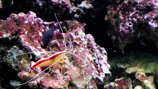 Shrimp Videos: Download 23+ Free 4K & HD Stock Footage Clips - Pixabay