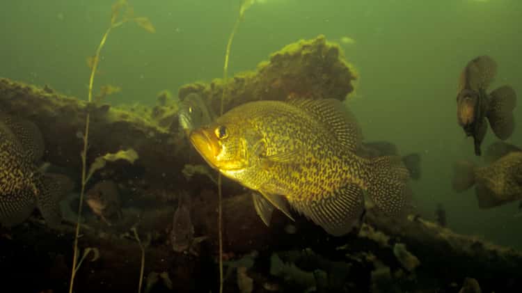 Fish Underwater Lake