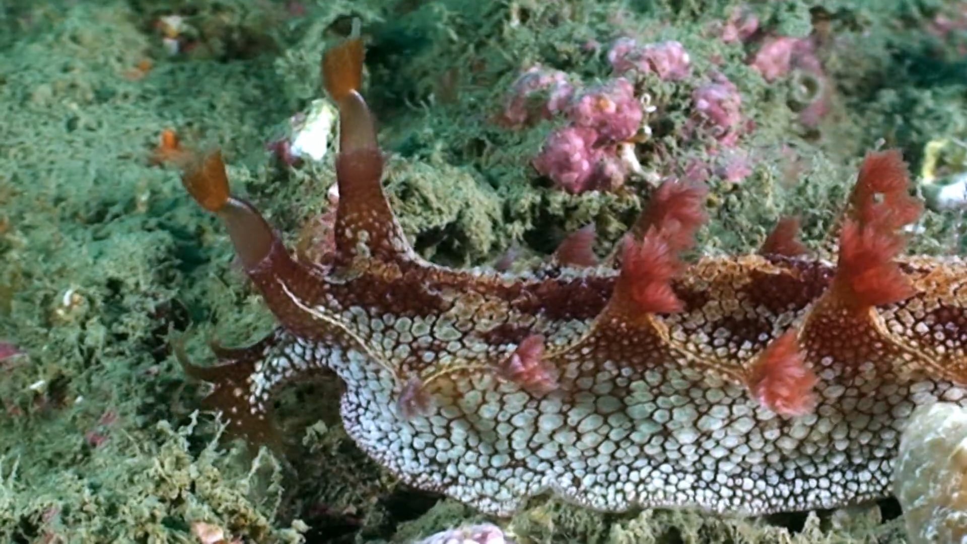 FILM LIMACES on Vimeo