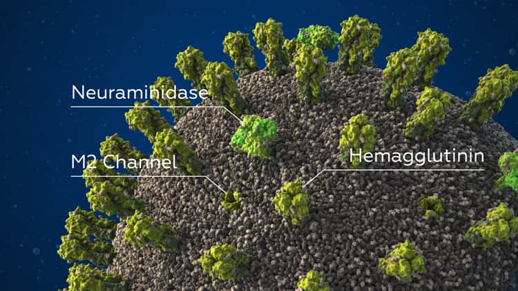 H1n1 Virus Model