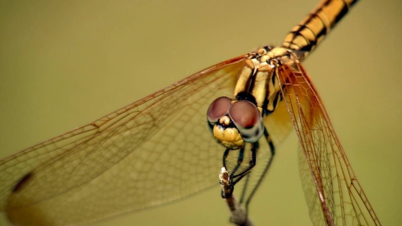 dragonfly TAIWAN on Vimeo
