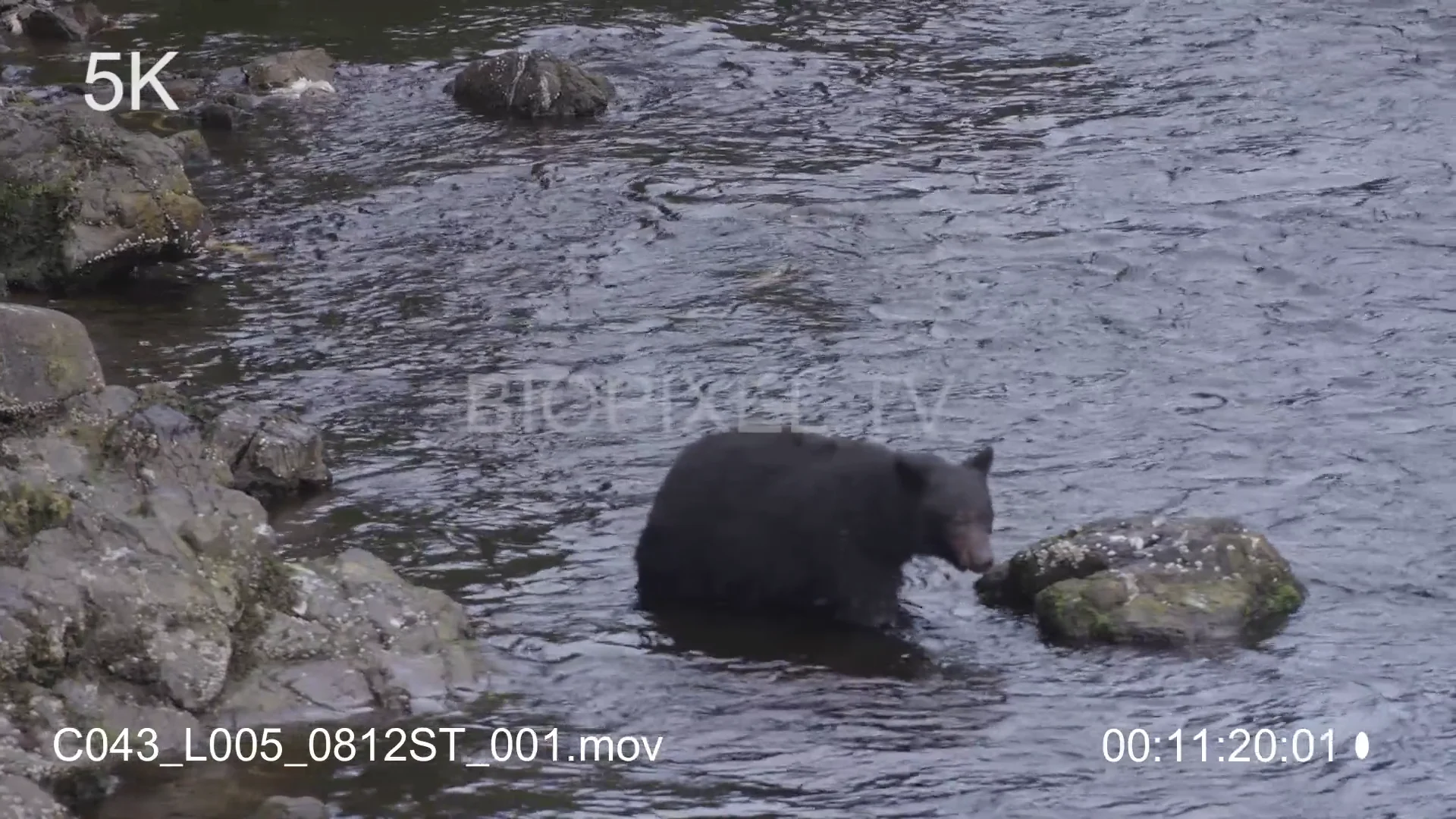 4K Bear - Black bear fishing for salmon 5K on Vimeo