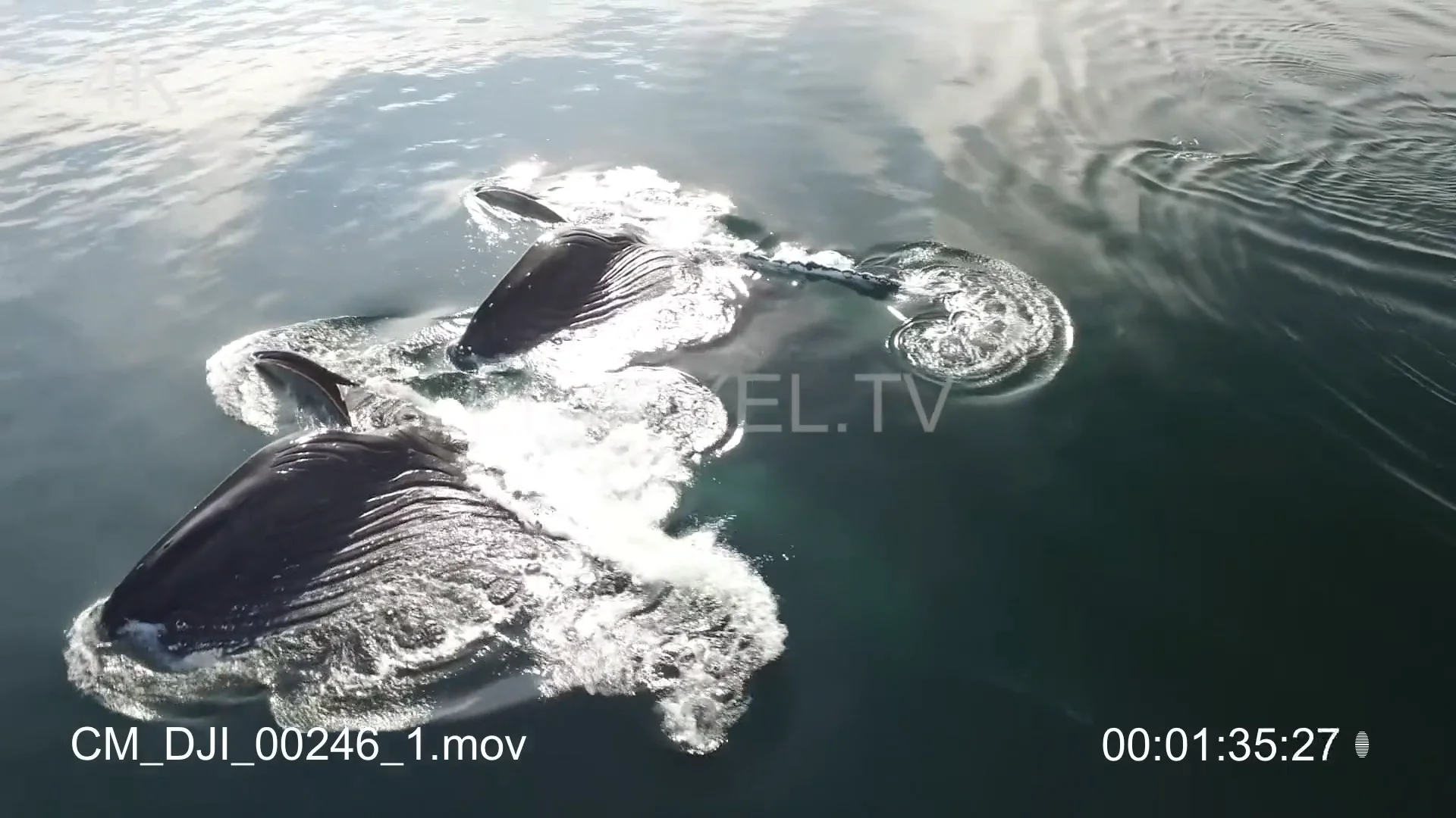 4K Whales Humpback Whale - Aerial - Humpback whales lunge feeding ...
