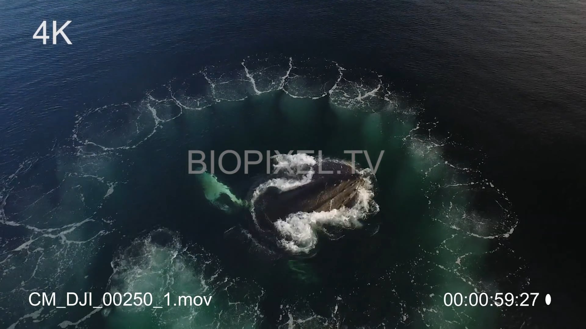 Whales Humpback Whale - Aerial - Humpback whale bubble netting Alaska ...