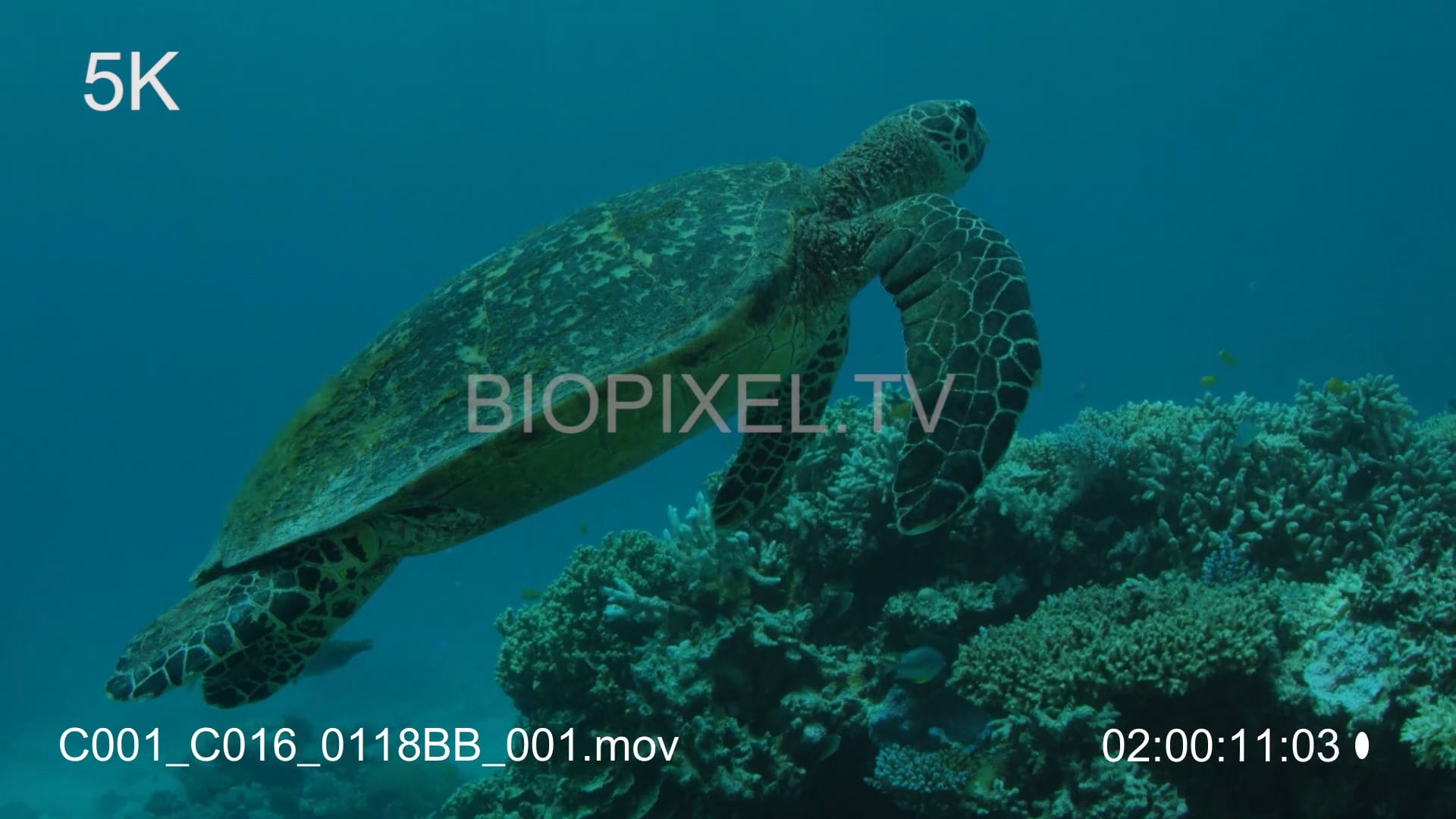 4K Sea Turtles - Hawksbill turtle feeding on soft coral 5K on Vimeo