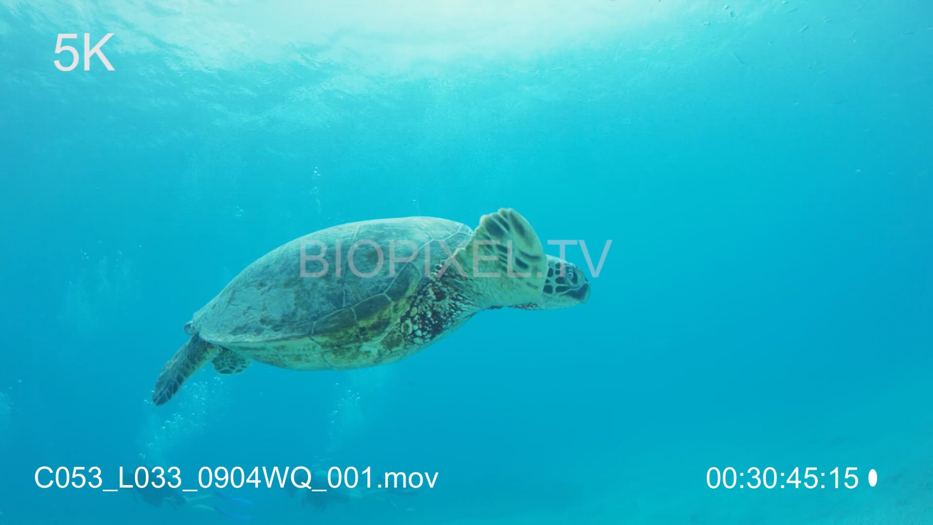 Green Sea Turtles Underwater - Green sea turtles injured broken shell ...