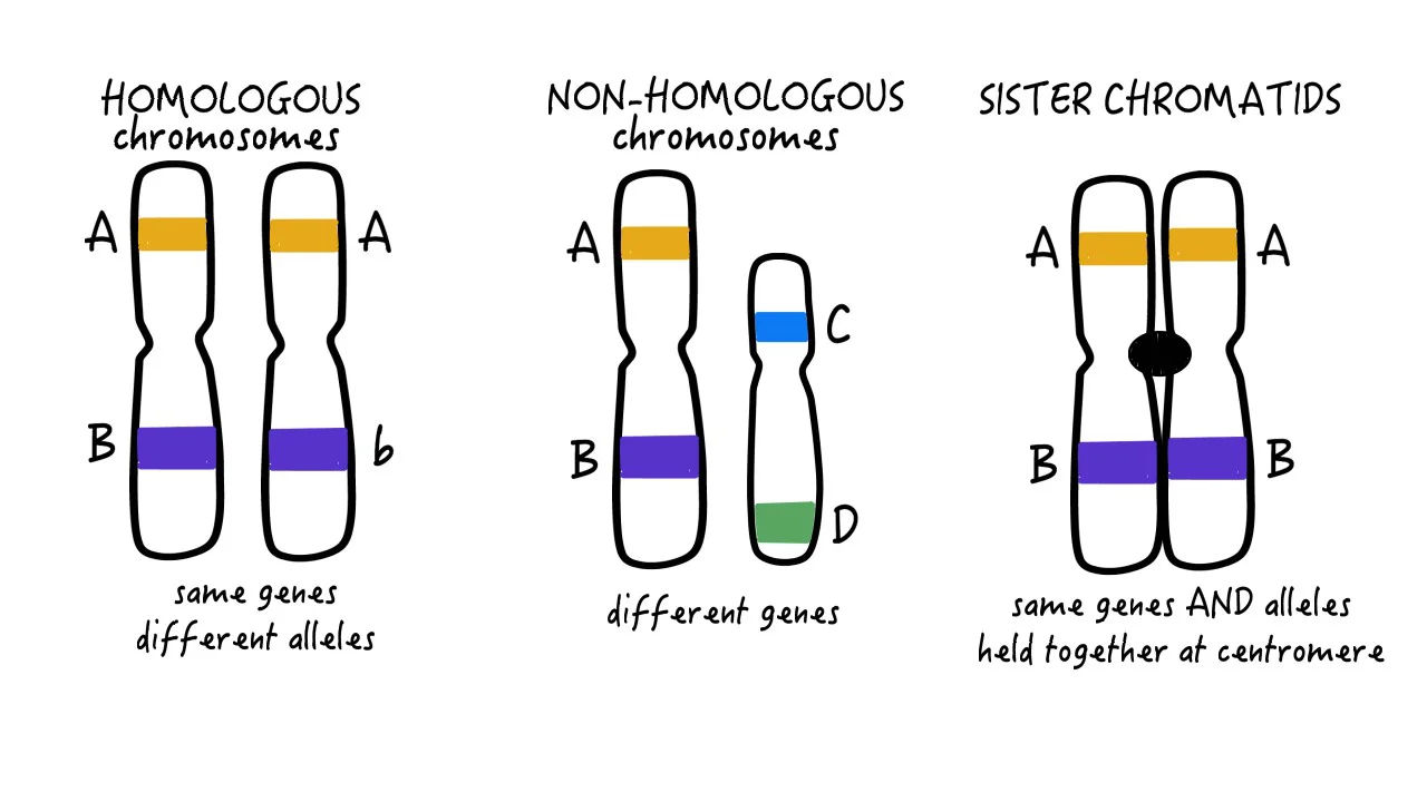 What's a homologous chromosome?