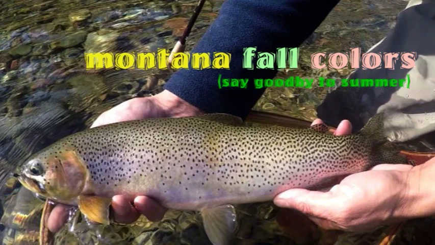 montana fall colors (say goodbye to summer)