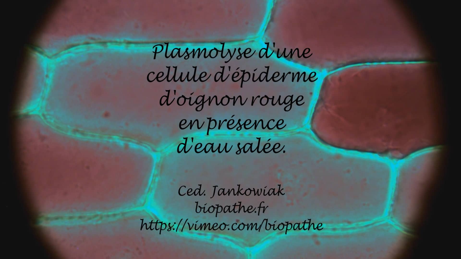 Observation de la plasmolyse d'une cellule d'épiderme externe d'oignon ...