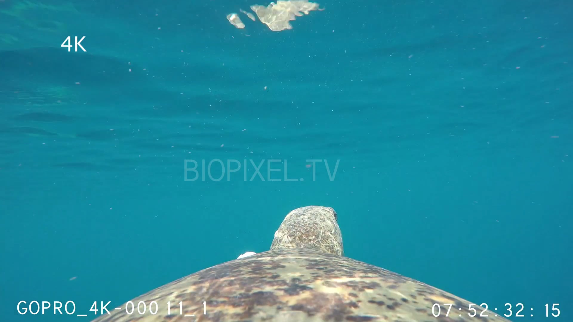 4K Reptiles - Green sea turtle swimming with camera on back POV 4K 1 on ...