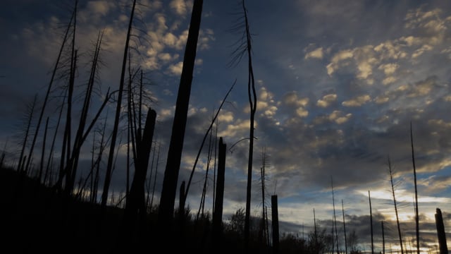 Forest Fire Fighters Water - Free video on Pixabay