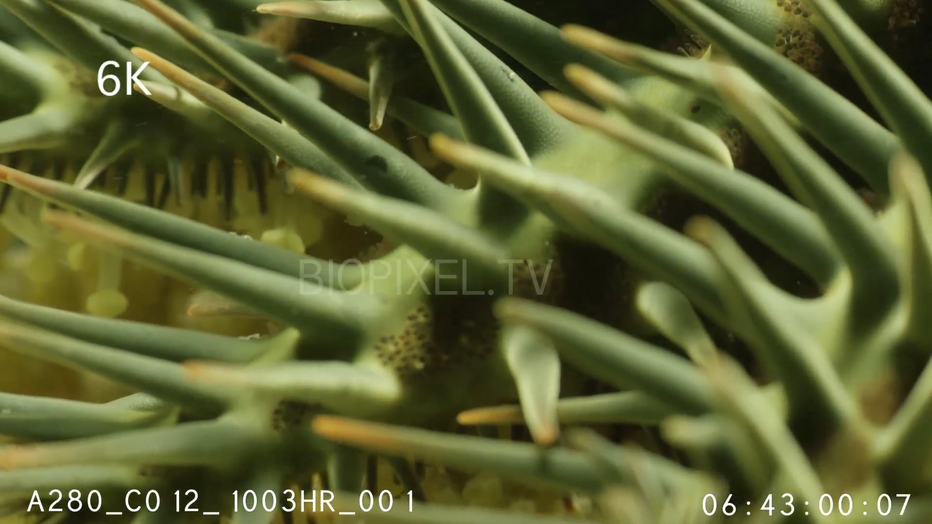 Crustaceans - Guardian crabs and crown of thorns starfish 6K 4 on Vimeo