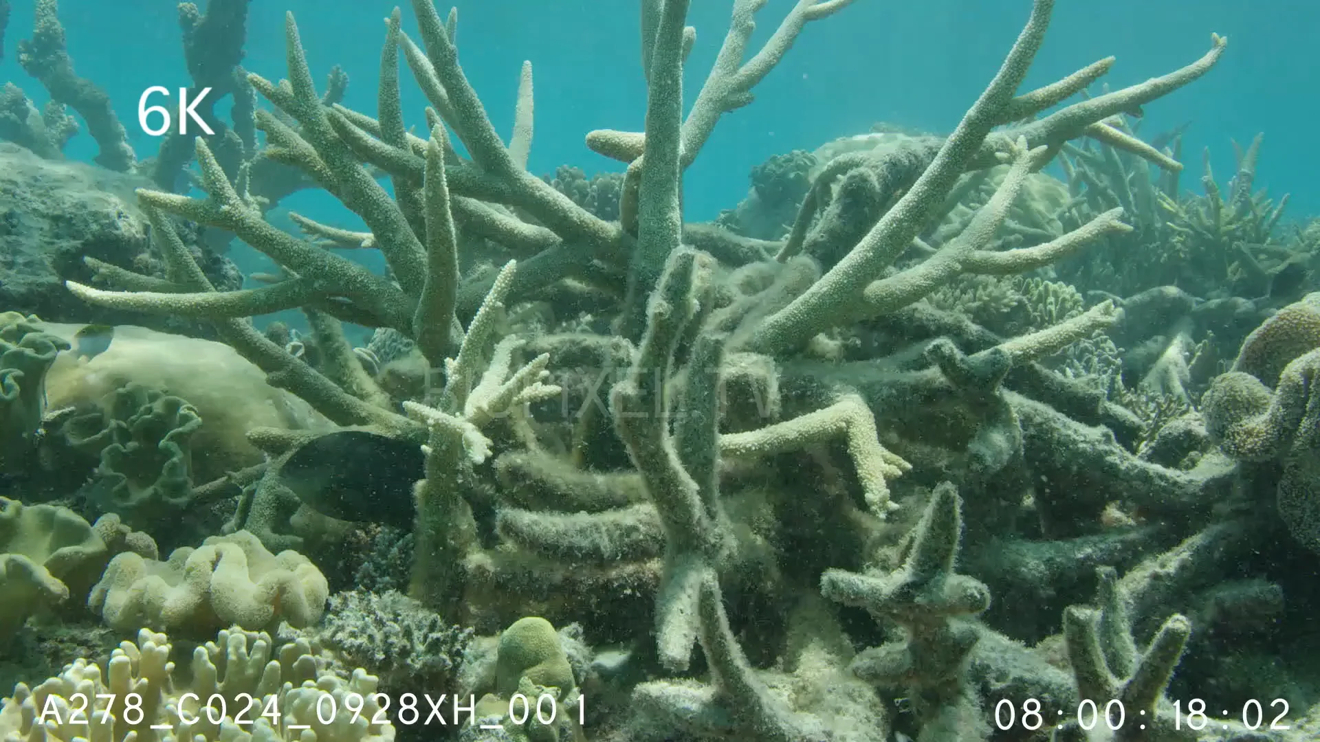 Fish Feeding - Herbivorous damselfish farming algae 6K 1 on Vimeo