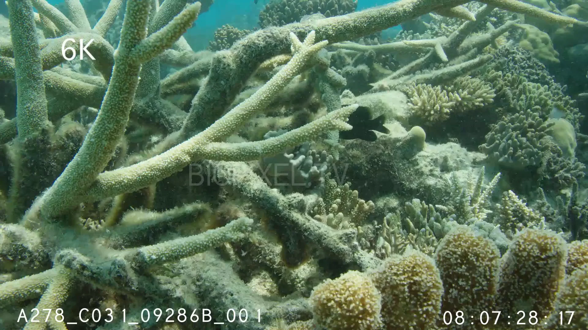 4K Fish Feeding - Herbivorous damsel fish farming algae 6K 2 on Vimeo