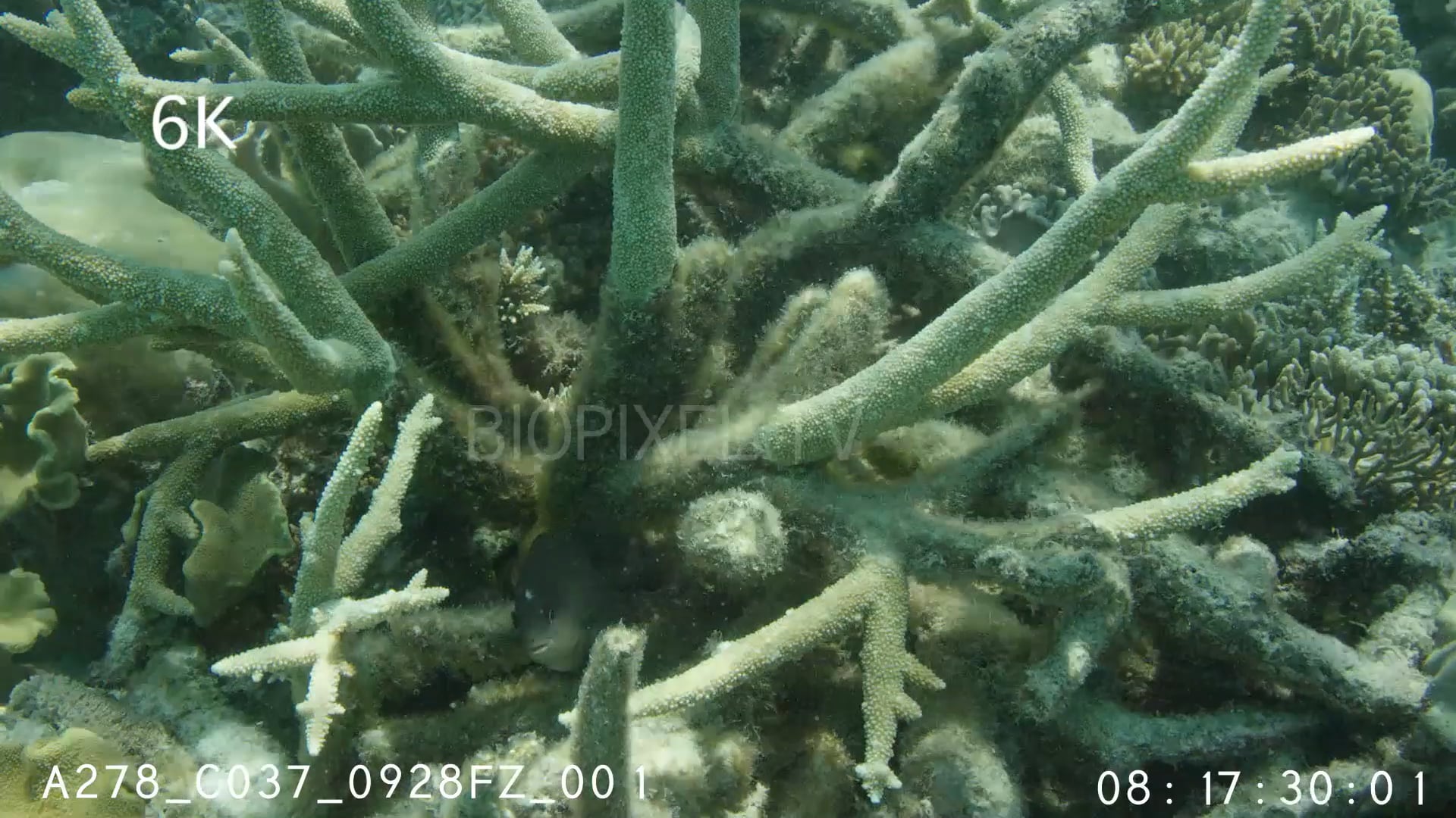 4K Fish Damselfish - Herbivorous damselfish farming algae 6K 3 on Vimeo