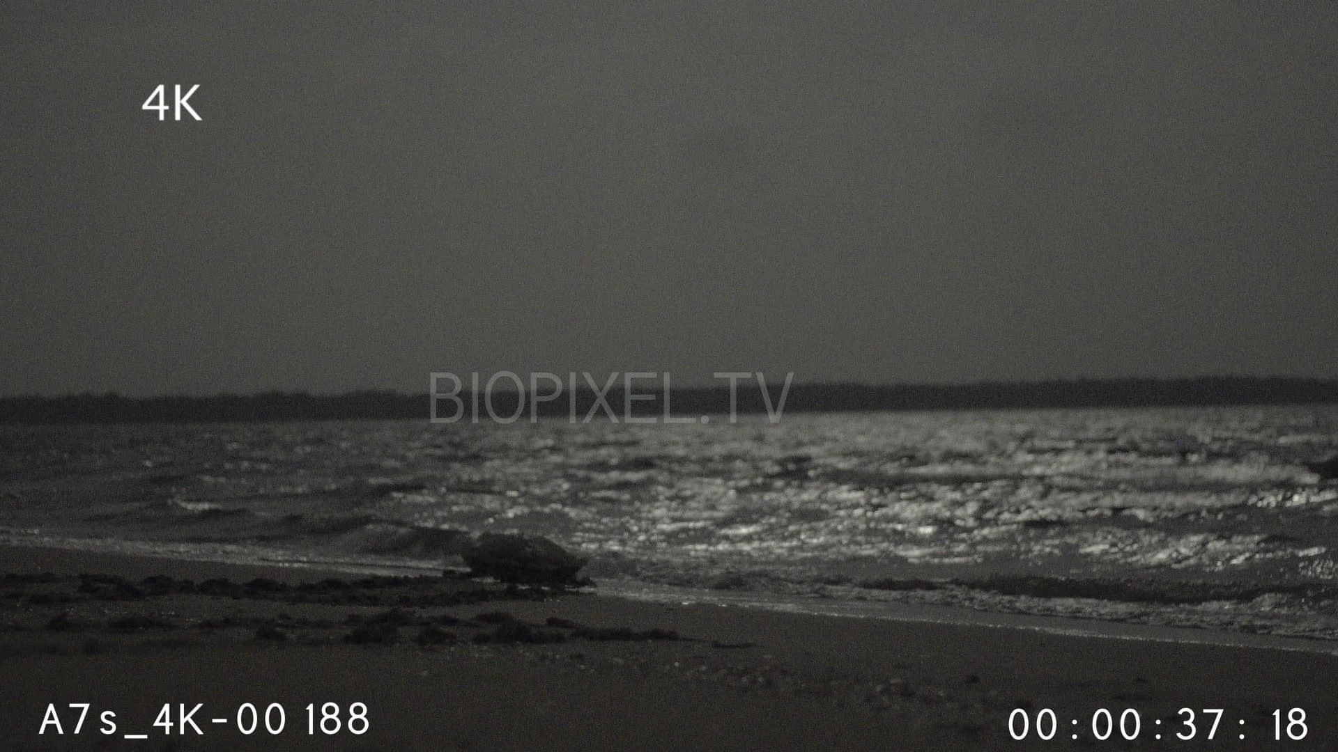 Sea Turtles - Flatbacks nesting at night low light camera 4K on Vimeo