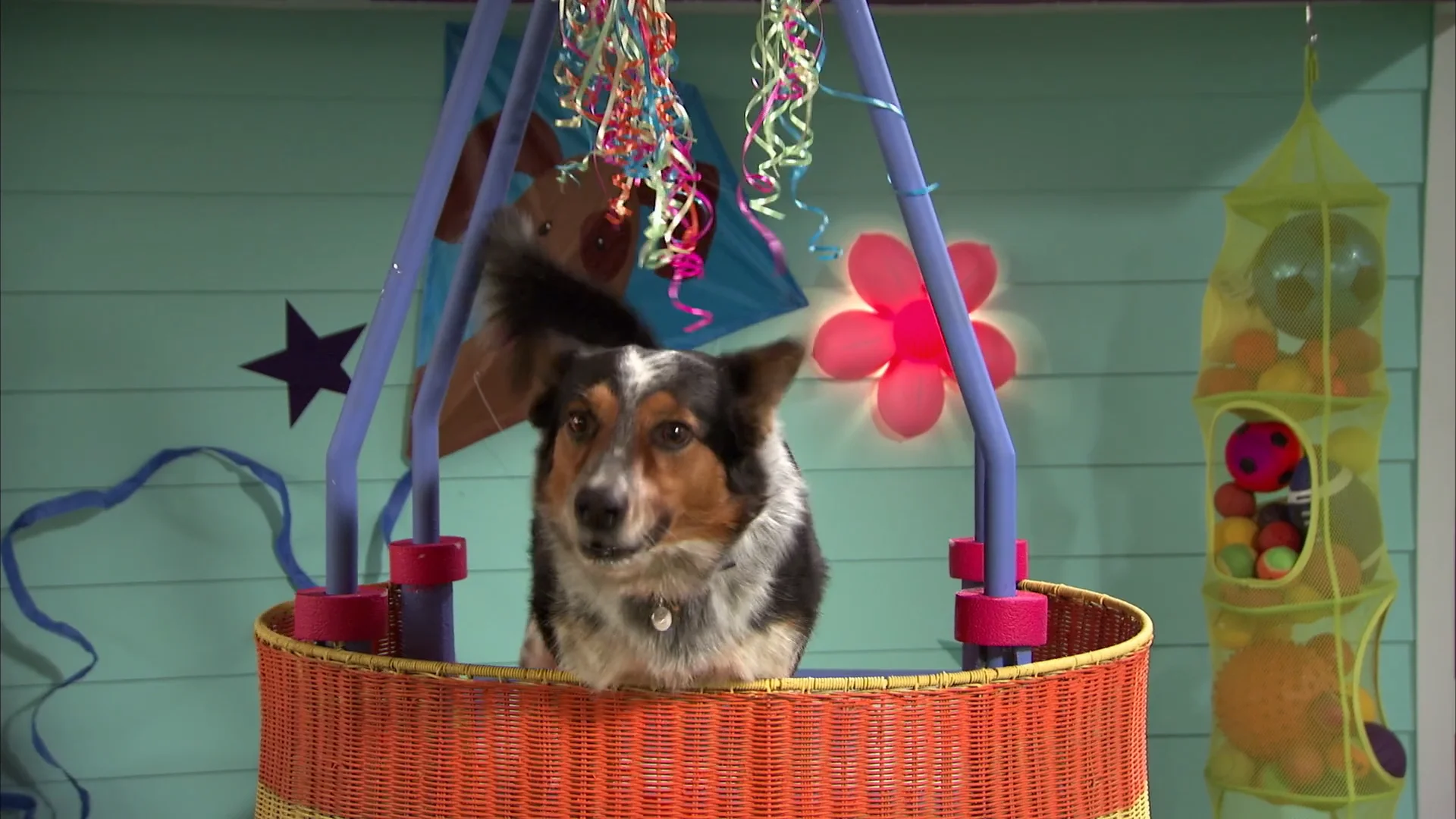 Mutt & Stuff - What's that Zippy?