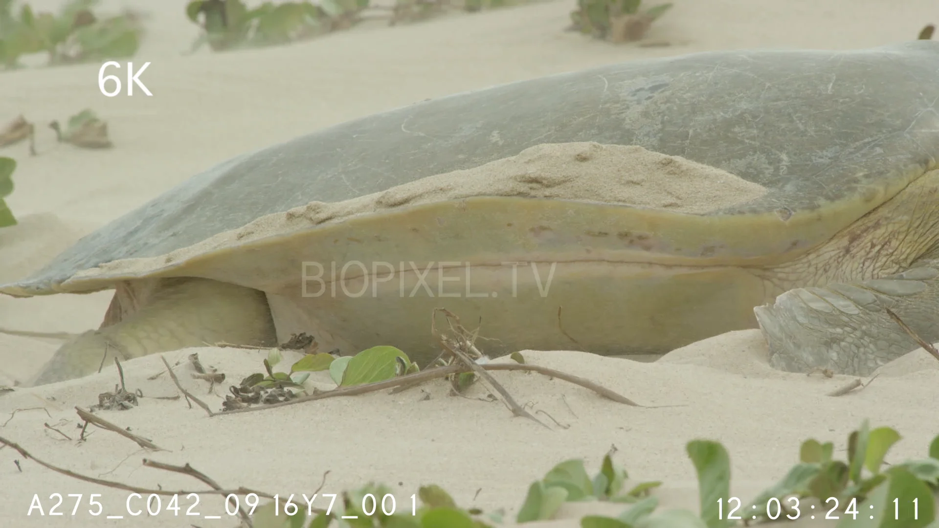 Sea Turtles - Flatback turtles nesting on beach 6K 1 on Vimeo