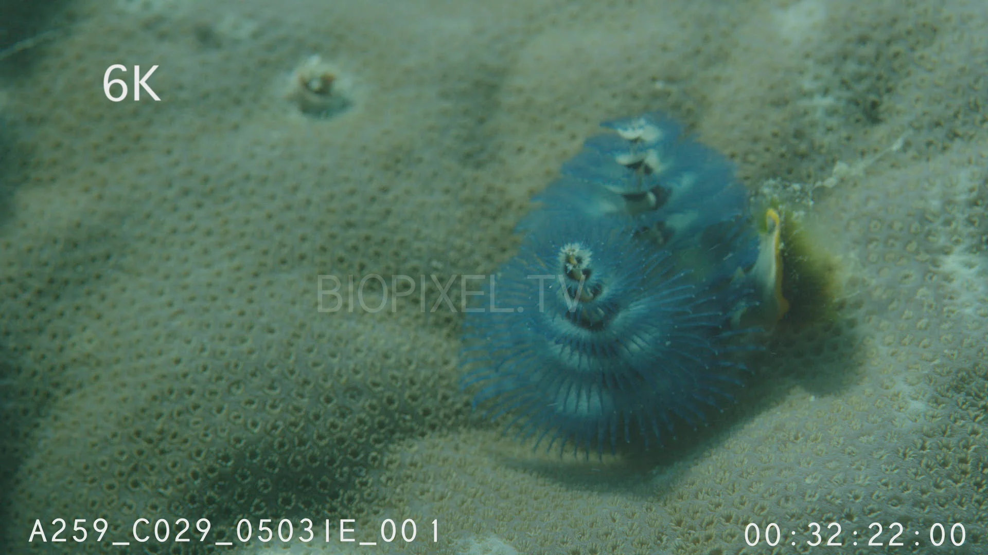 4K Coral Symbiosis - Christmas tree worm 6K on Vimeo