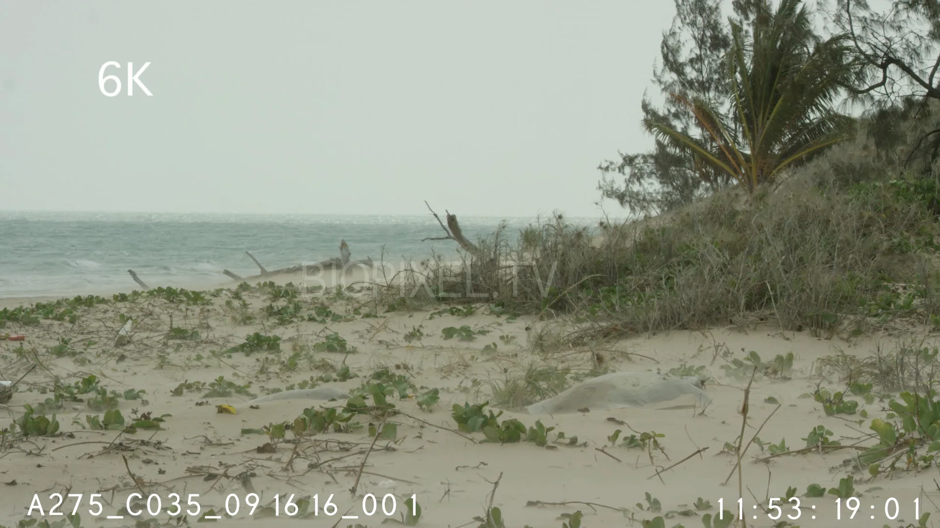 4K Sea Turtles - Flatback turtle laying eggs 6K on Vimeo