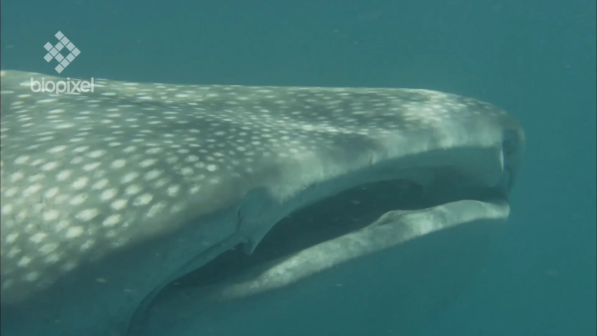 Sharks Whale Shark - Whale shark - TV News on Vimeo