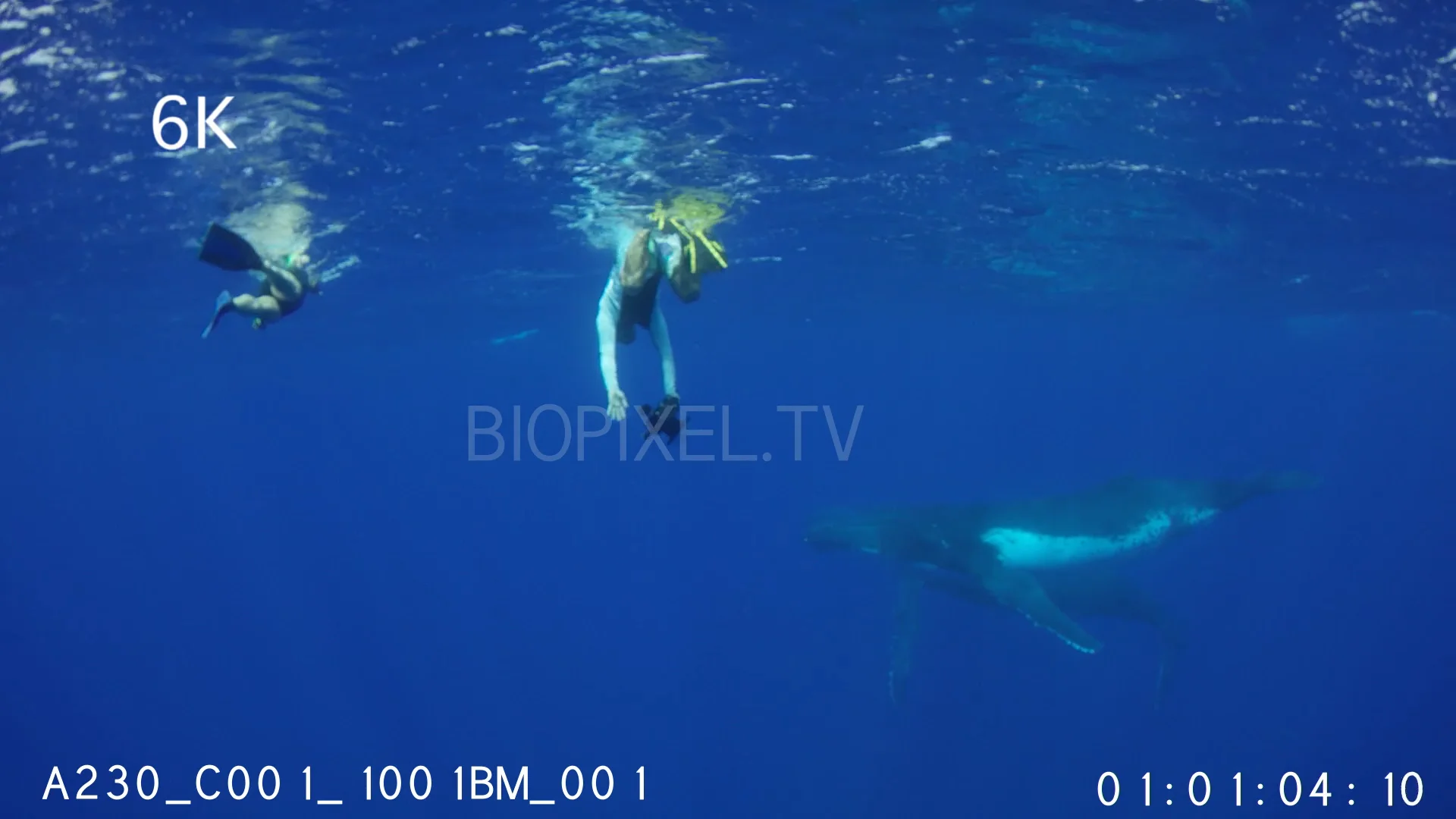 Whales Humpback Whale - Humpback whale and snorkellers 6K 2 on Vimeo