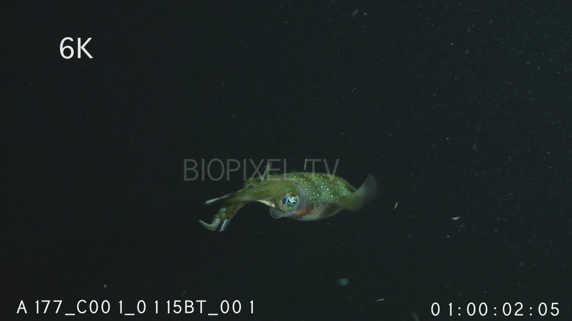 Plankton - Squid at night 4K on Vimeo