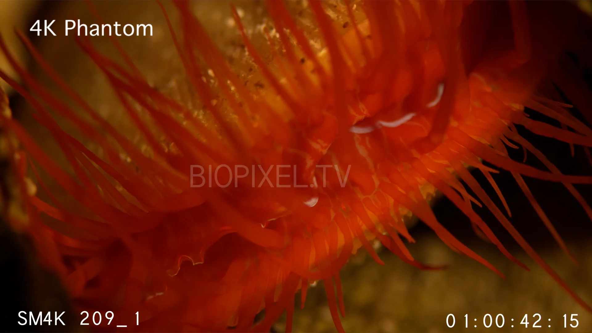 Disco clam Flame Scallop slow motion 500 fps 4K on Vimeo