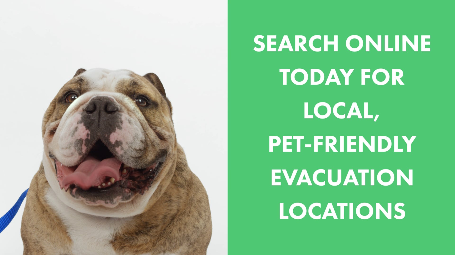 Digit Examples - FEMA: Scary, Simple - Pet Shelters on Vimeo