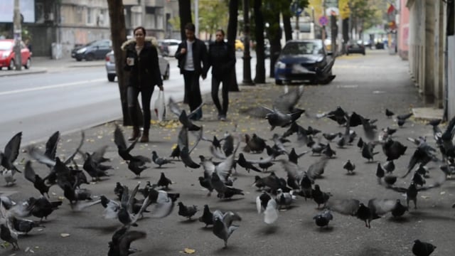 100+ Free Birds Flying & Flying Videos, HD & 4K Clips - Pixabay