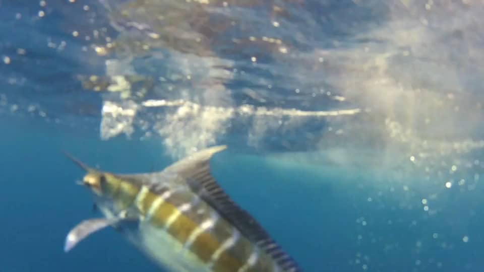 Blue Marlin Live Bait Teaseing on Vimeo