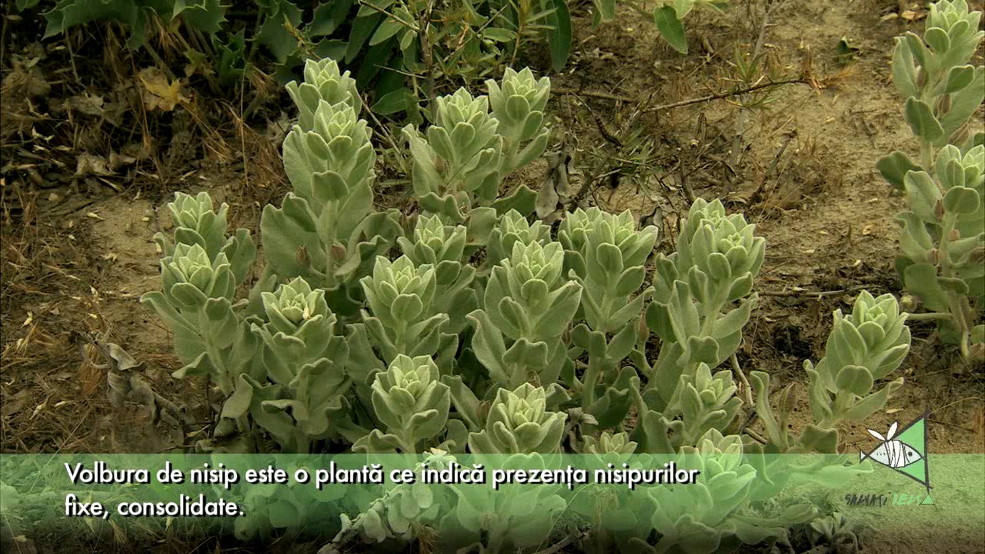 Despre Volbura (Convolvulus persicus) Delta Dunarii - VideoGuide