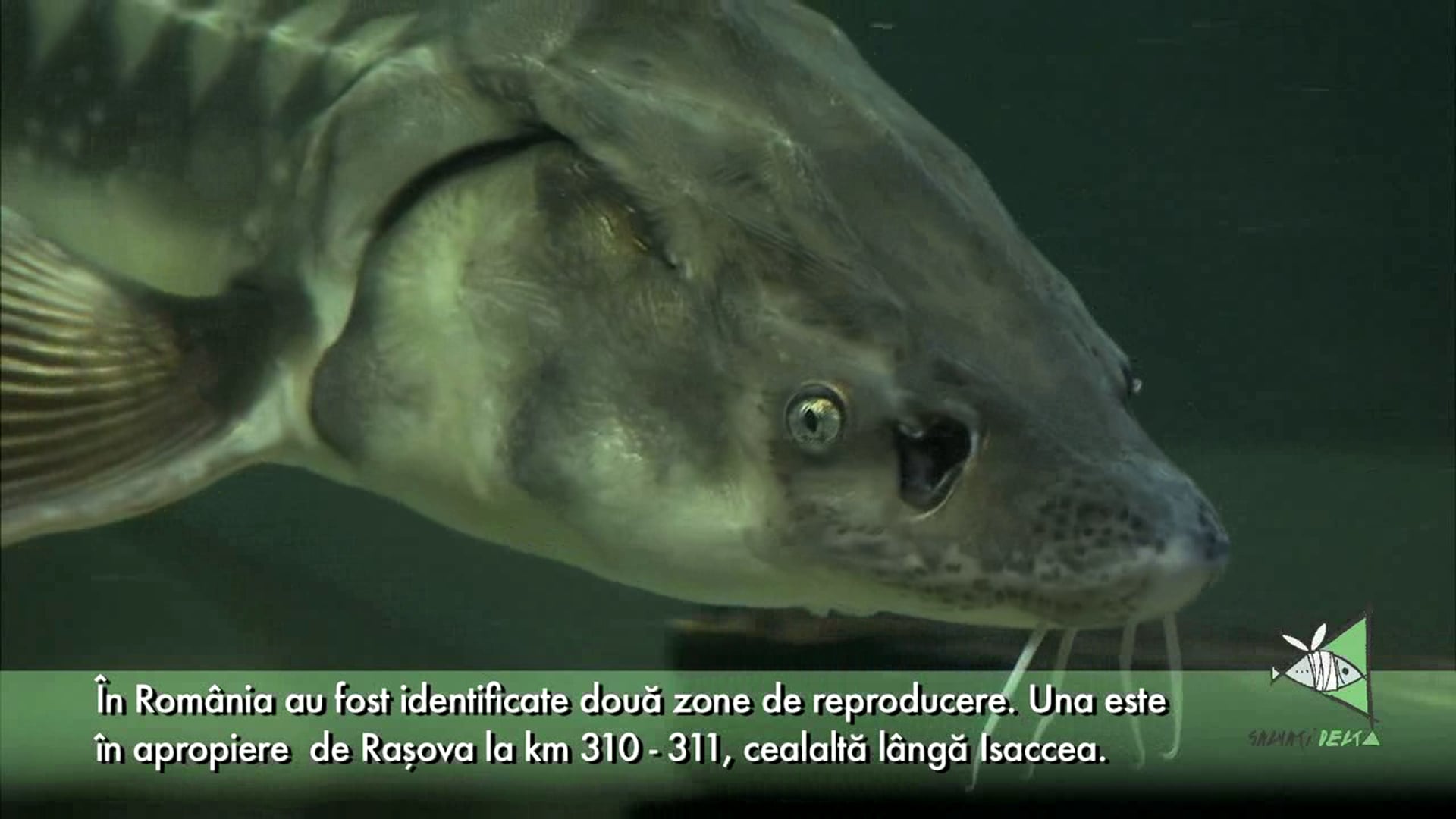 Despre Morunul (Huso huso) Delta Dunarii - VideoGuide