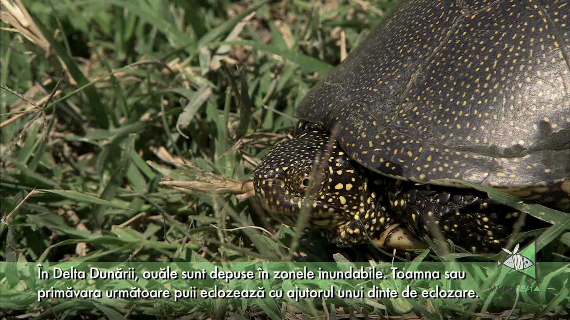 Despre Broasca testoasa de apa (Emys orbicularis) Delta Dunarii ...