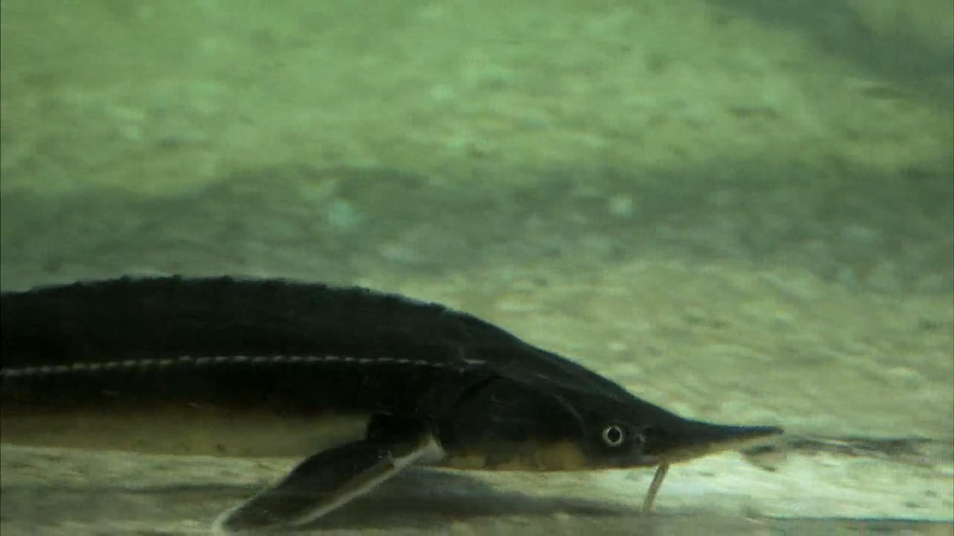 Despre Cega (Acipenser ruthenus) Delta Dunarii - VideoGuide