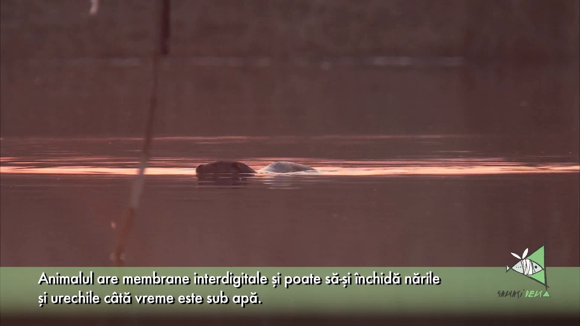Despre Vidra (Lutra lutra) Delta Dunarii - VideoGuide