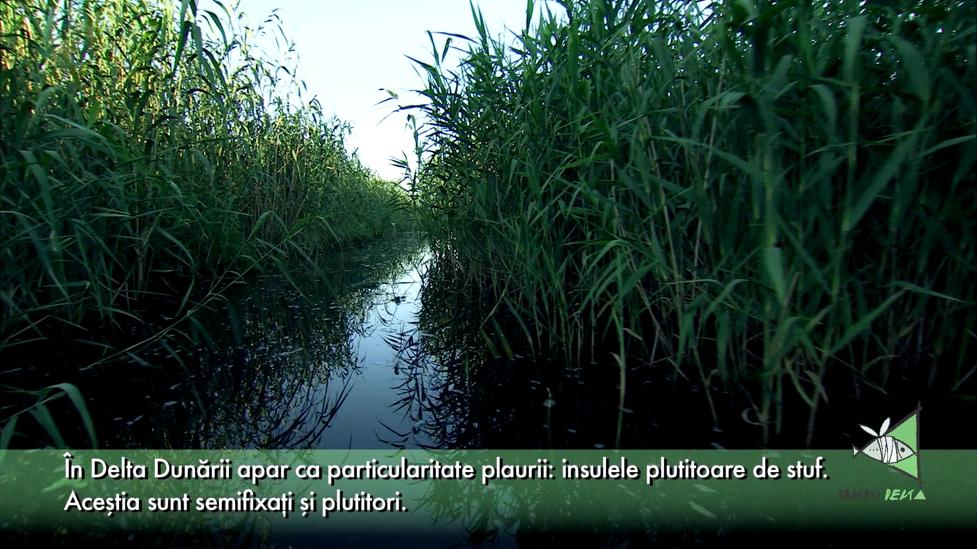 Despre Stufaris Delta Delta - VideoGuide