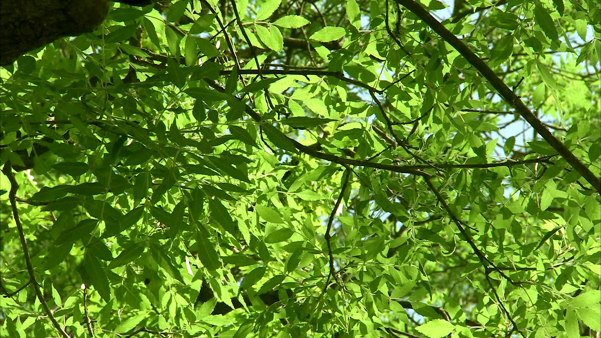 Despre Paduri ripariene mixte Delta Dunarii - VideoGuide