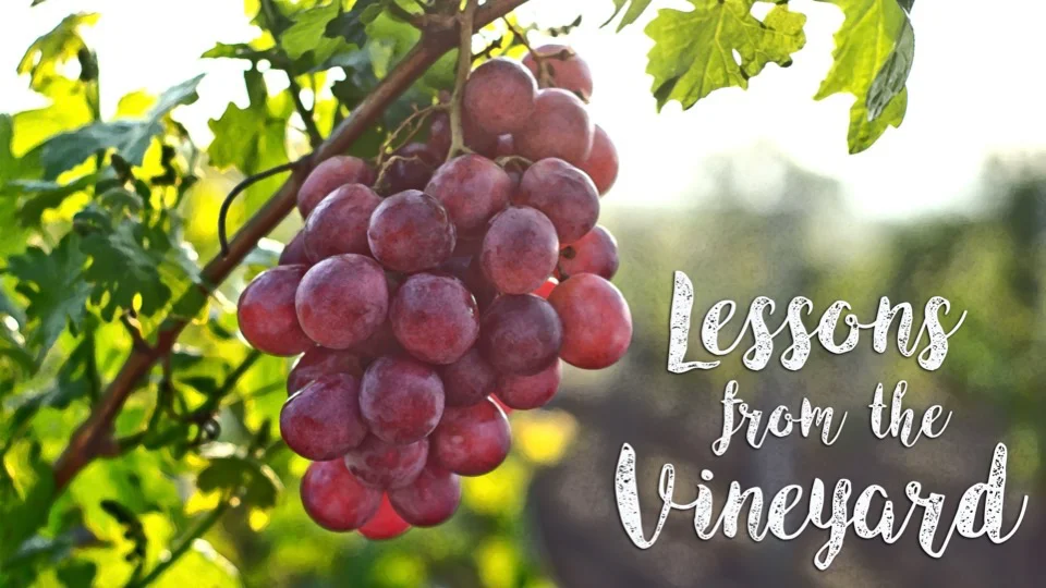 The Greenhouse - Sermon 7 , Lessons From the Vineyard John 15:12 on Vimeo