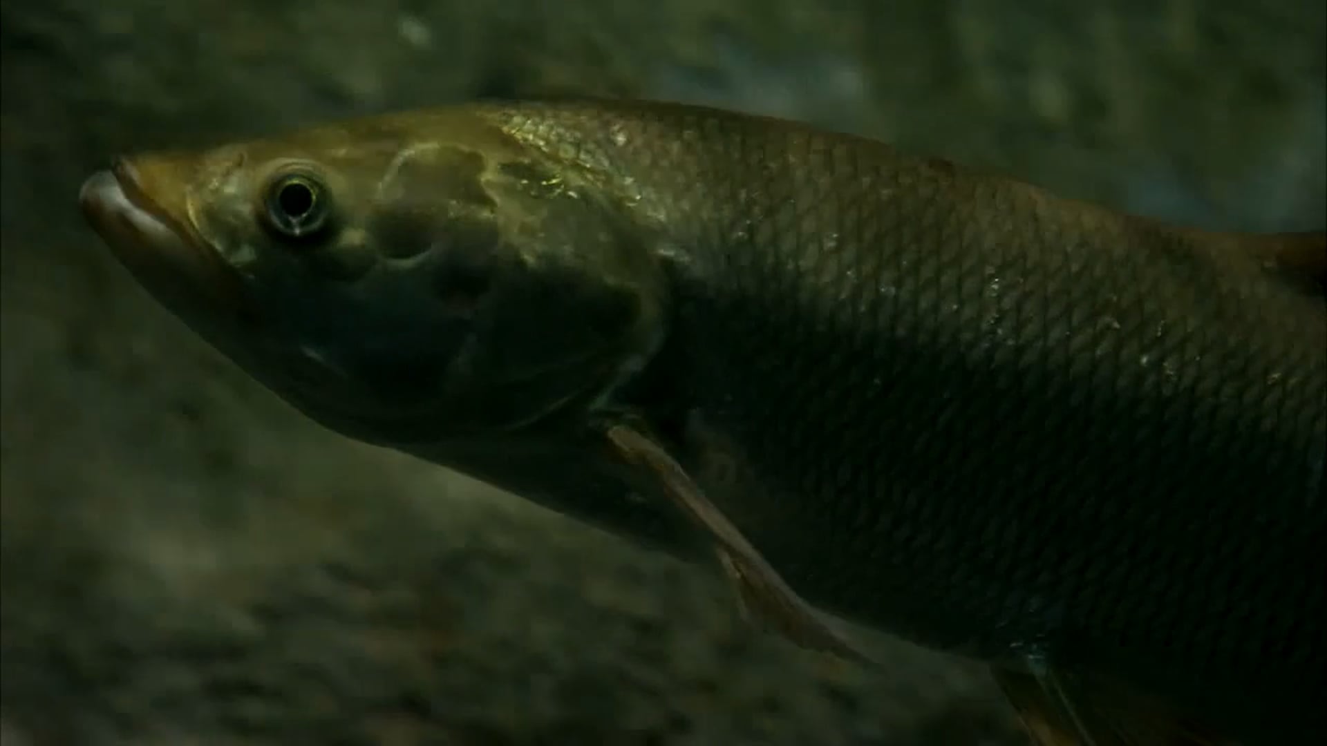 Despre Avatul (Aspius aspius) Delta Dunarii - VideoGuide