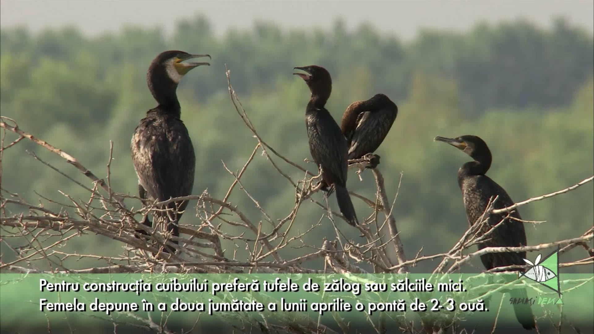 Despre Cormoranul mic (Phalacrocorax pygmaeus) Delta Dunarii - VideoGuide