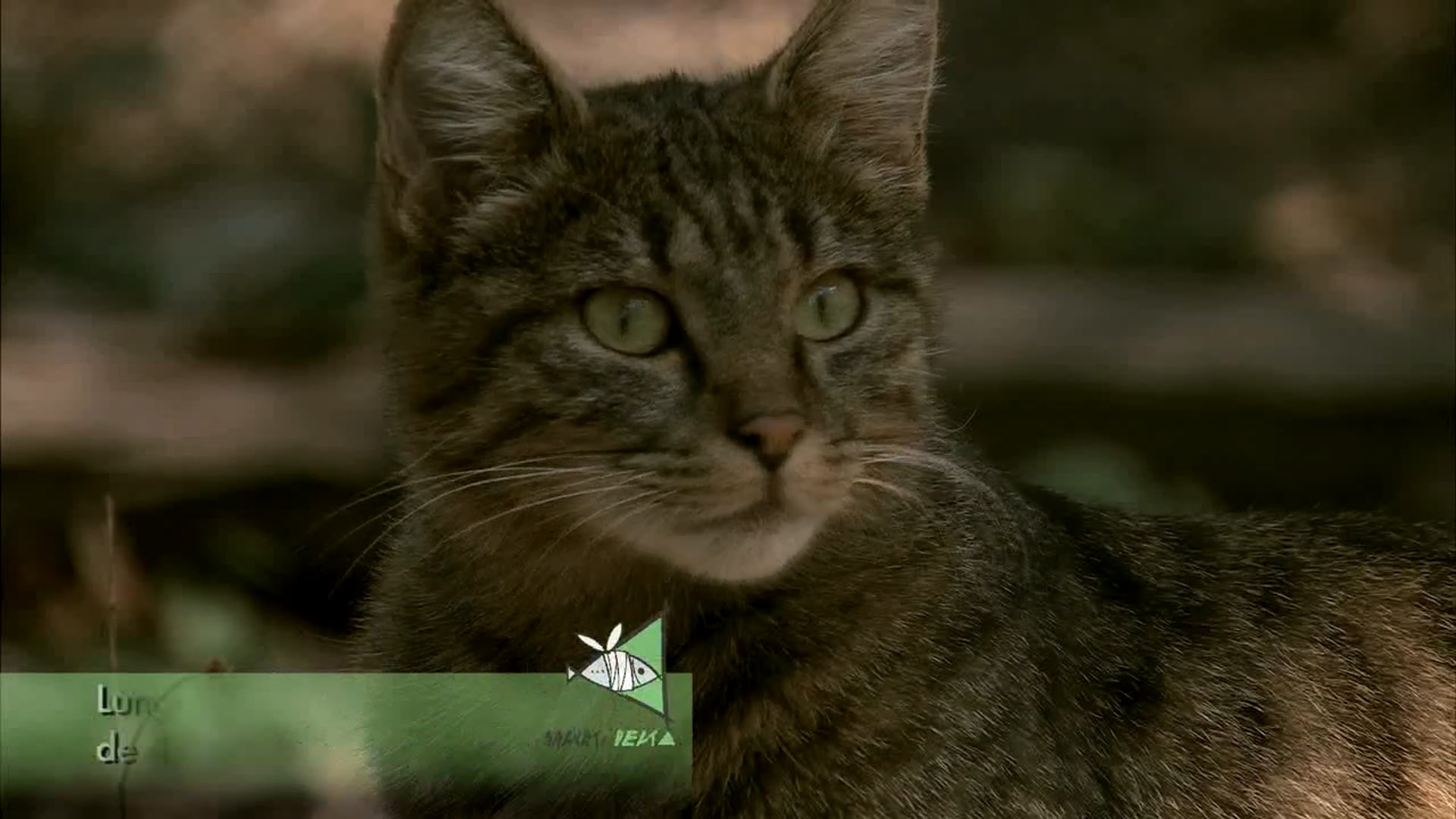 Despre Pisica salbatica (Felis silvestris) Delta Dunarii - VideoGuide