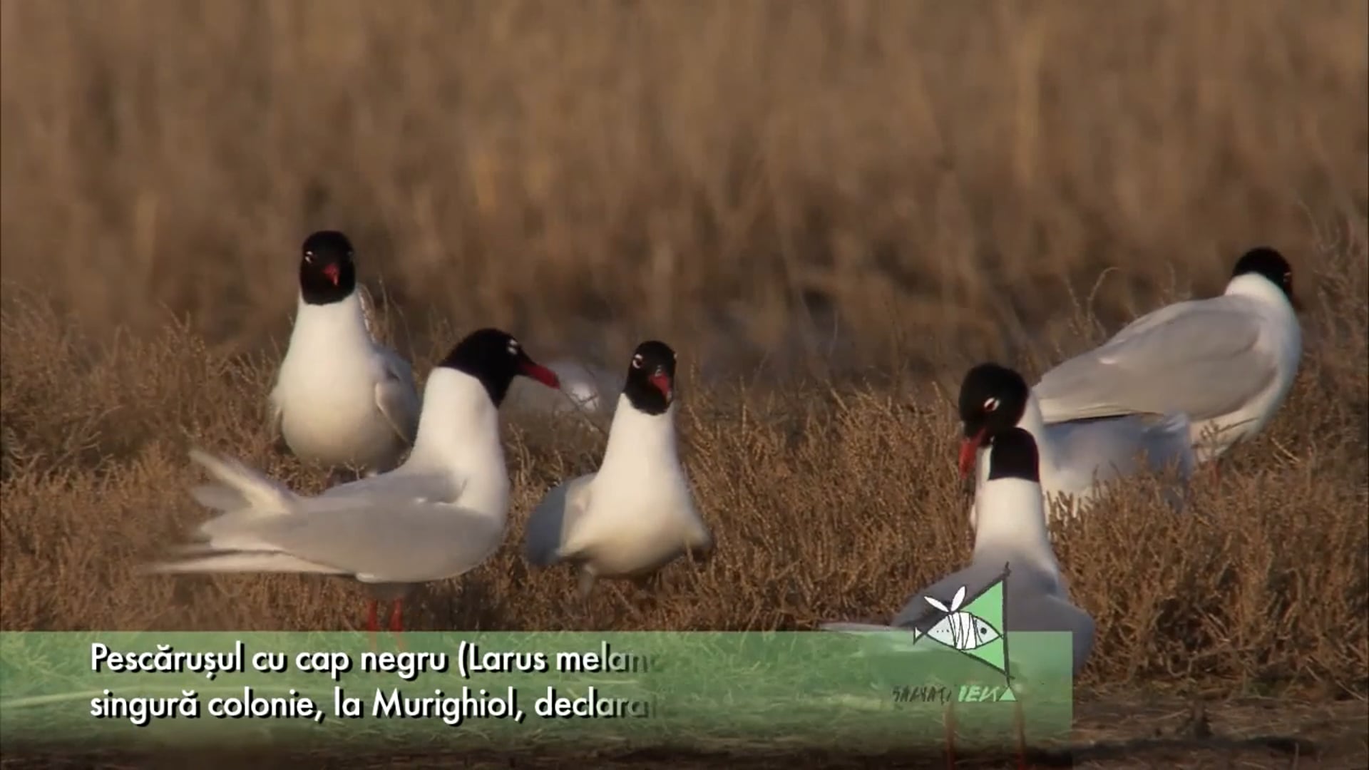 Despre Pescarusul cu cap negru (Larus melanocephalus) Delta Dunarii ...