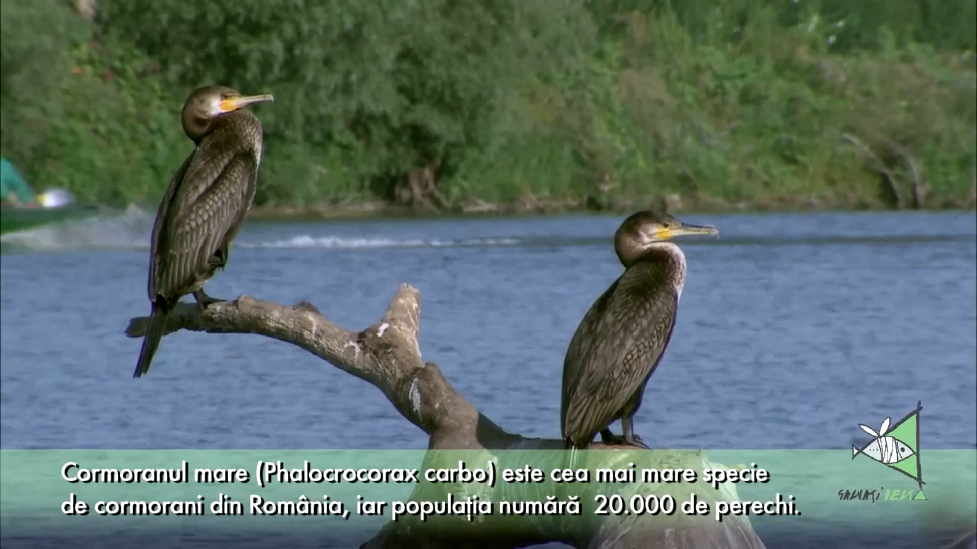 Despre Cormoranul mare (Phalacrocorax carbo) Delta Dunarii - VideoGuide