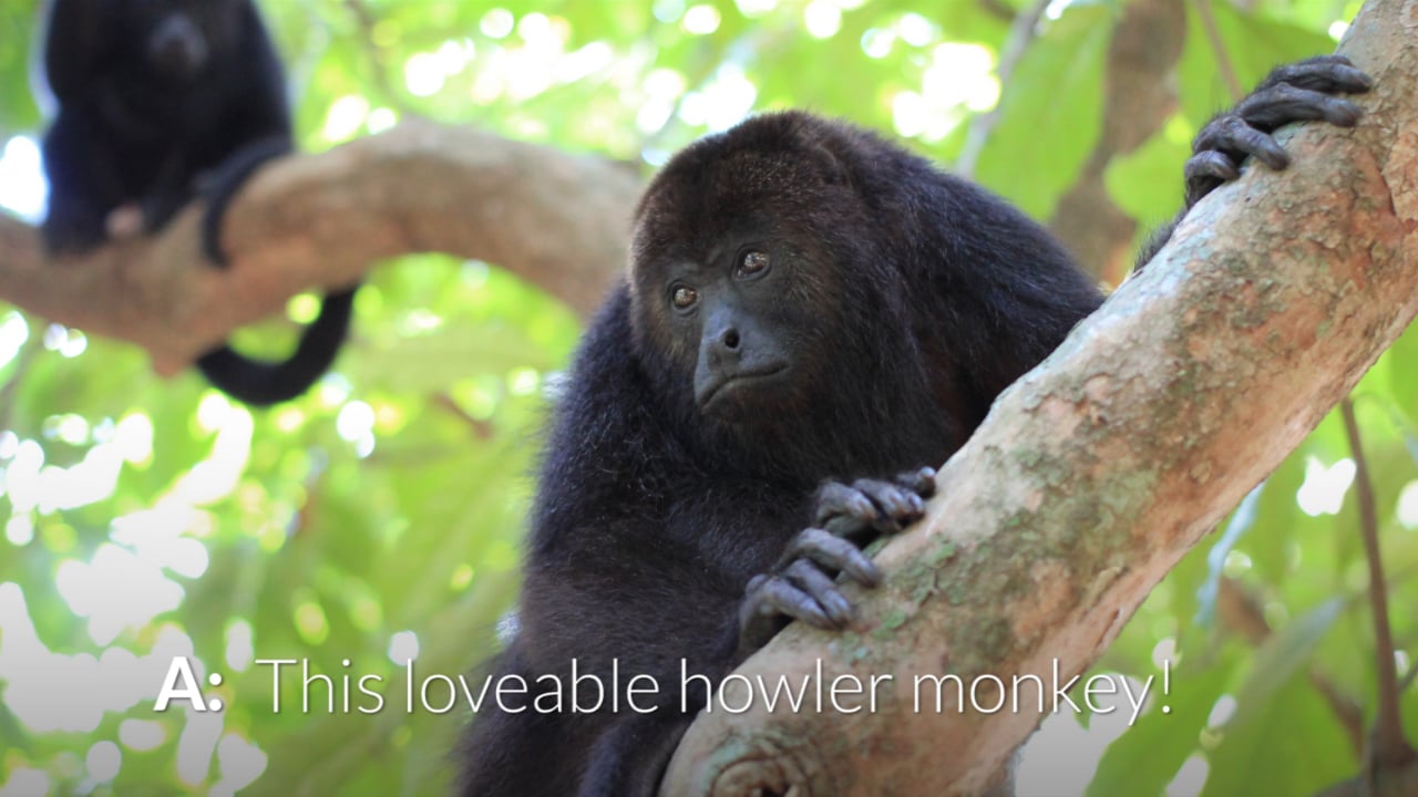 Black Howler Monkey Audio Recording on Vimeo